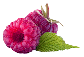 Ingredient Spotlight : Red Raspberry Seed Oil - In B Tween Skincare